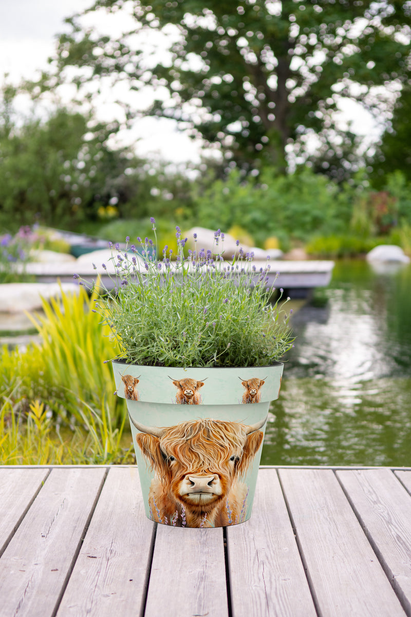 38cm Zest Pot - Highland Cow – Creekwood Garden & Gift