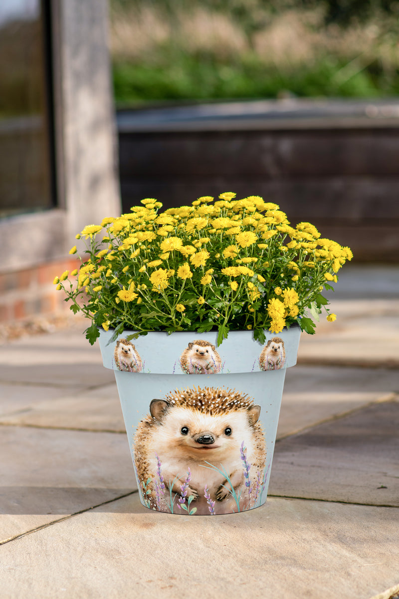 15cm Zest Pot - Hedgehog – Creekwood Garden & Gift