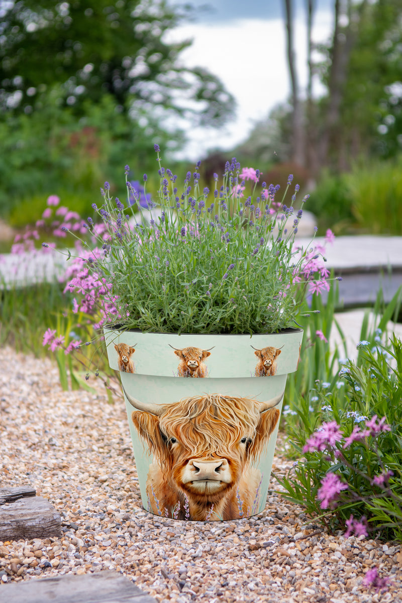 22cm Zest Pot - Highland Cow – Creekwood Garden & Gift